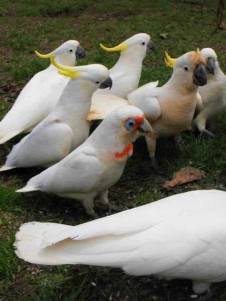 Little Corella/ Bare-eyed Cockatoo | Project Noah
