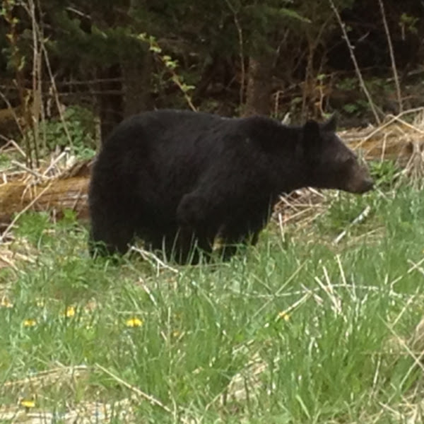 American Black Bear | Project Noah
