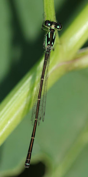 Fragile Forktail Damselfly | Project Noah