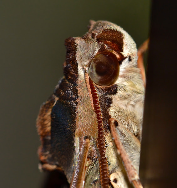 Sphinx Moth | Project Noah