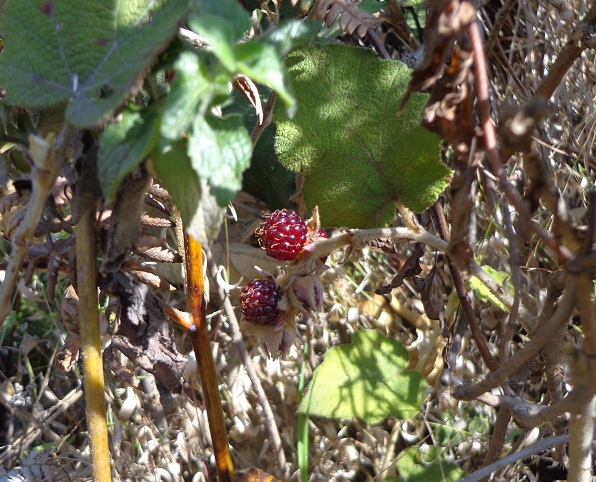 Indian Raspberry | Project Noah
