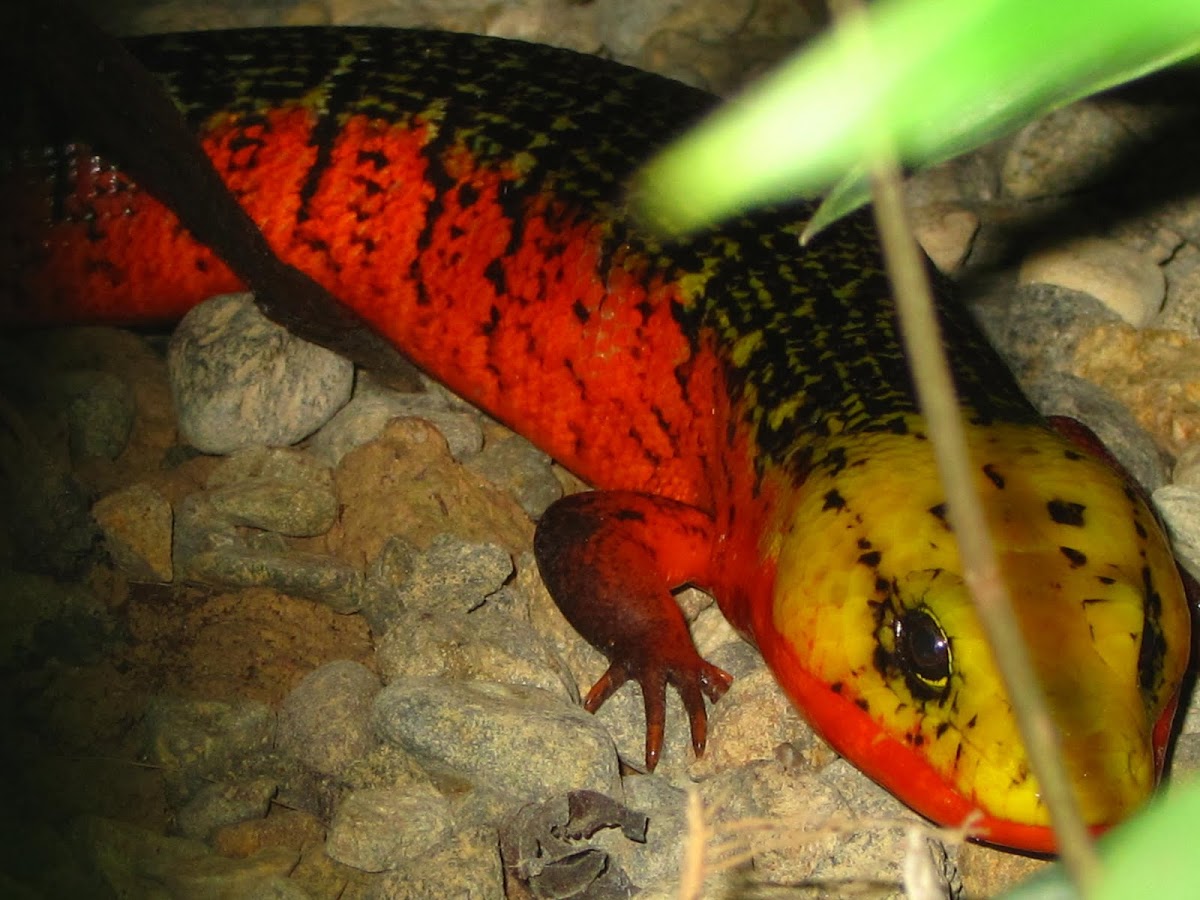 Rose-sided Galliwasp | Project Noah