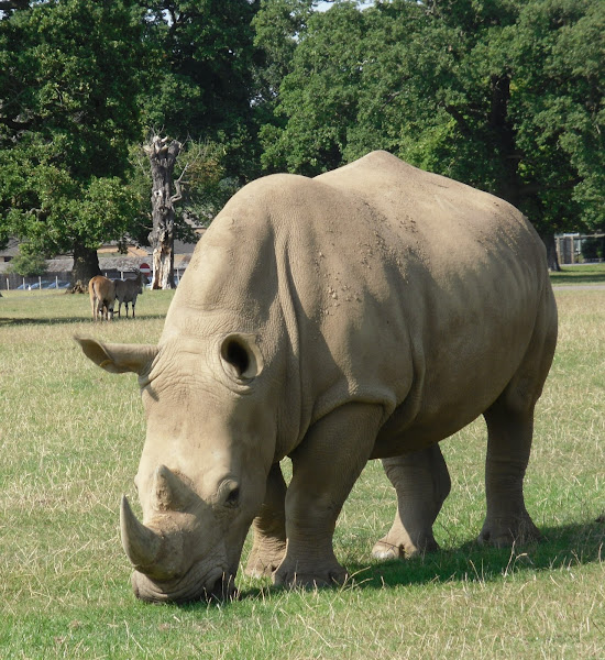 Rhino | Project Noah