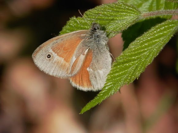 Common Ringlet | Project Noah