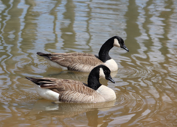 Canada geese | Project Noah