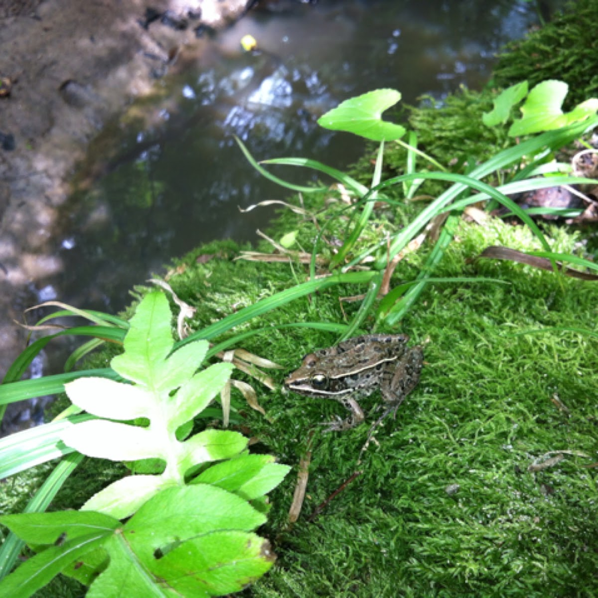 Spotting | Project Noah