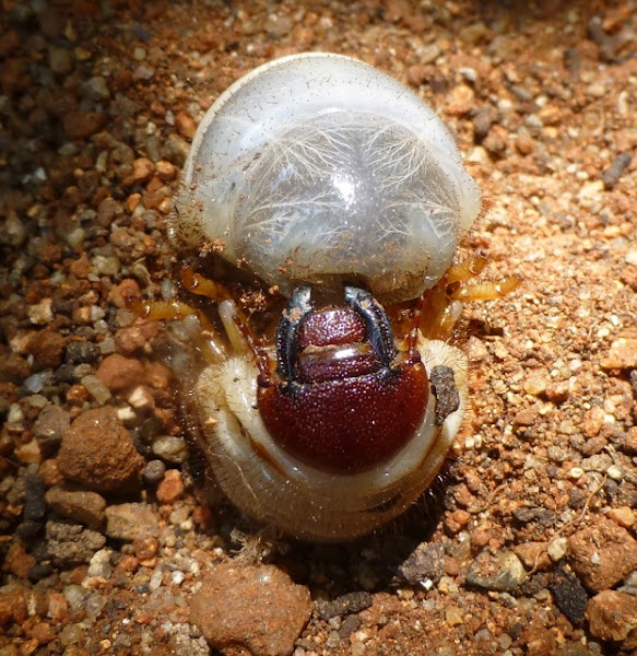 Asiatic or Coconut Rhinoceros Beetle larvae | Project Noah