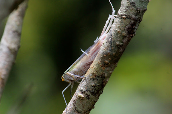Wax-tailed Planthopper | Project Noah