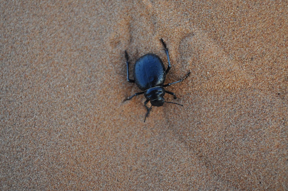 Namib Desert beetle | Project Noah