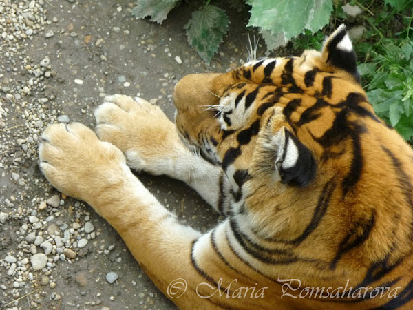 Siberian Tiger | Project Noah