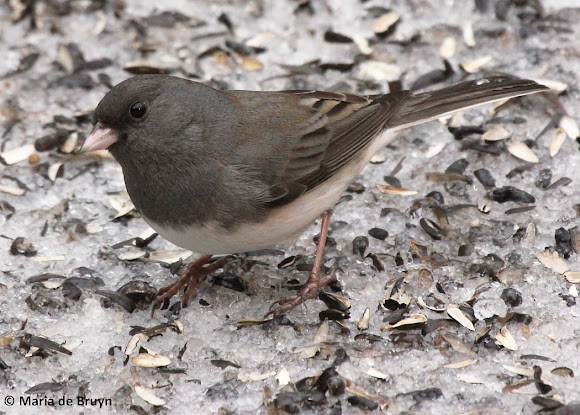 Dark-eyed junco | Project Noah