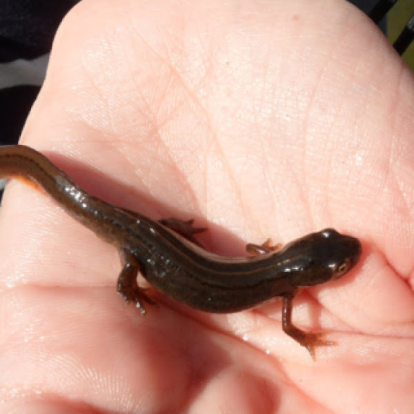 Smooth newt | Project Noah