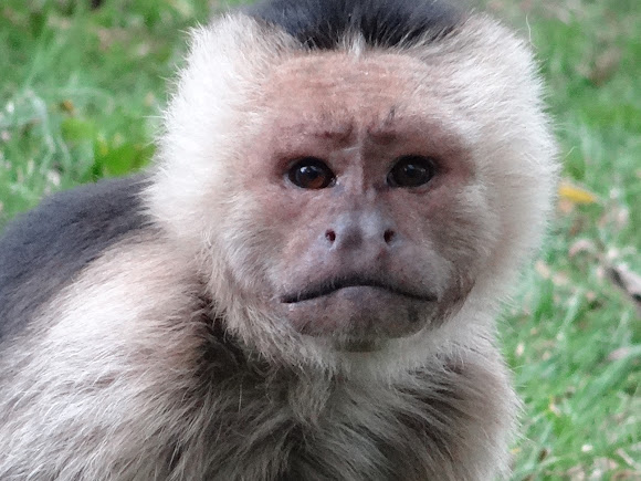 White-headed Capuchin Monkey | Project Noah