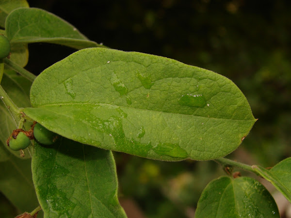 Multi-flowered Passionflower | Project Noah