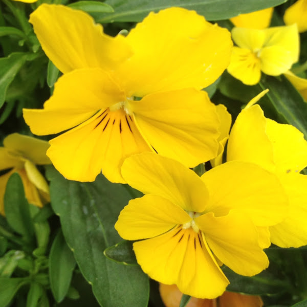 Pansy | Project Noah