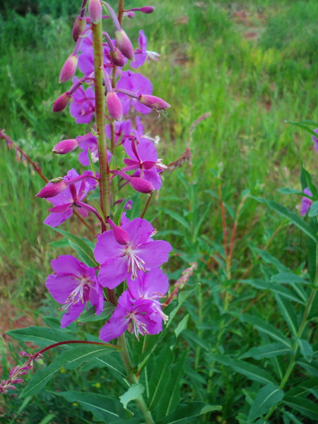 Fireweed | Project Noah