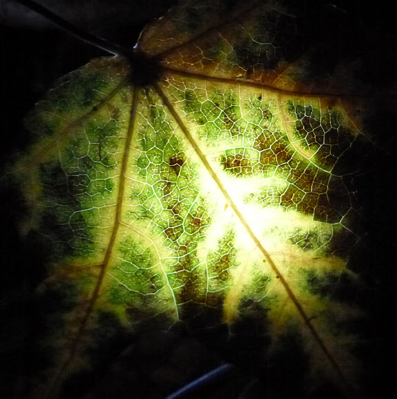 Maple Leaf | Project Noah