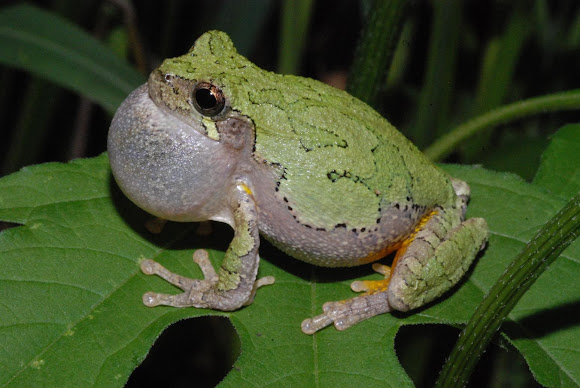 Gray treefrog complex (male) | Project Noah