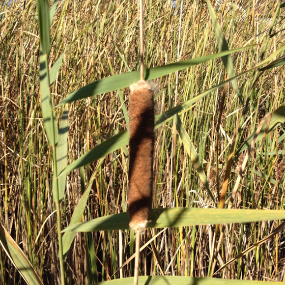 Common bulrush | Project Noah