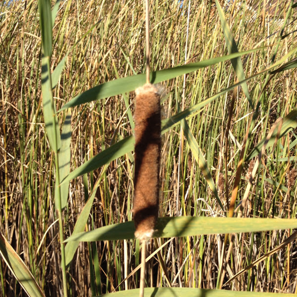 Common bulrush | Project Noah