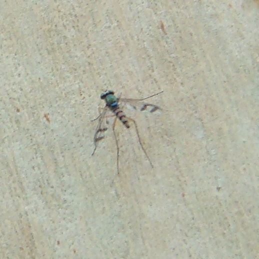 Dolichopodid Fly | Project Noah