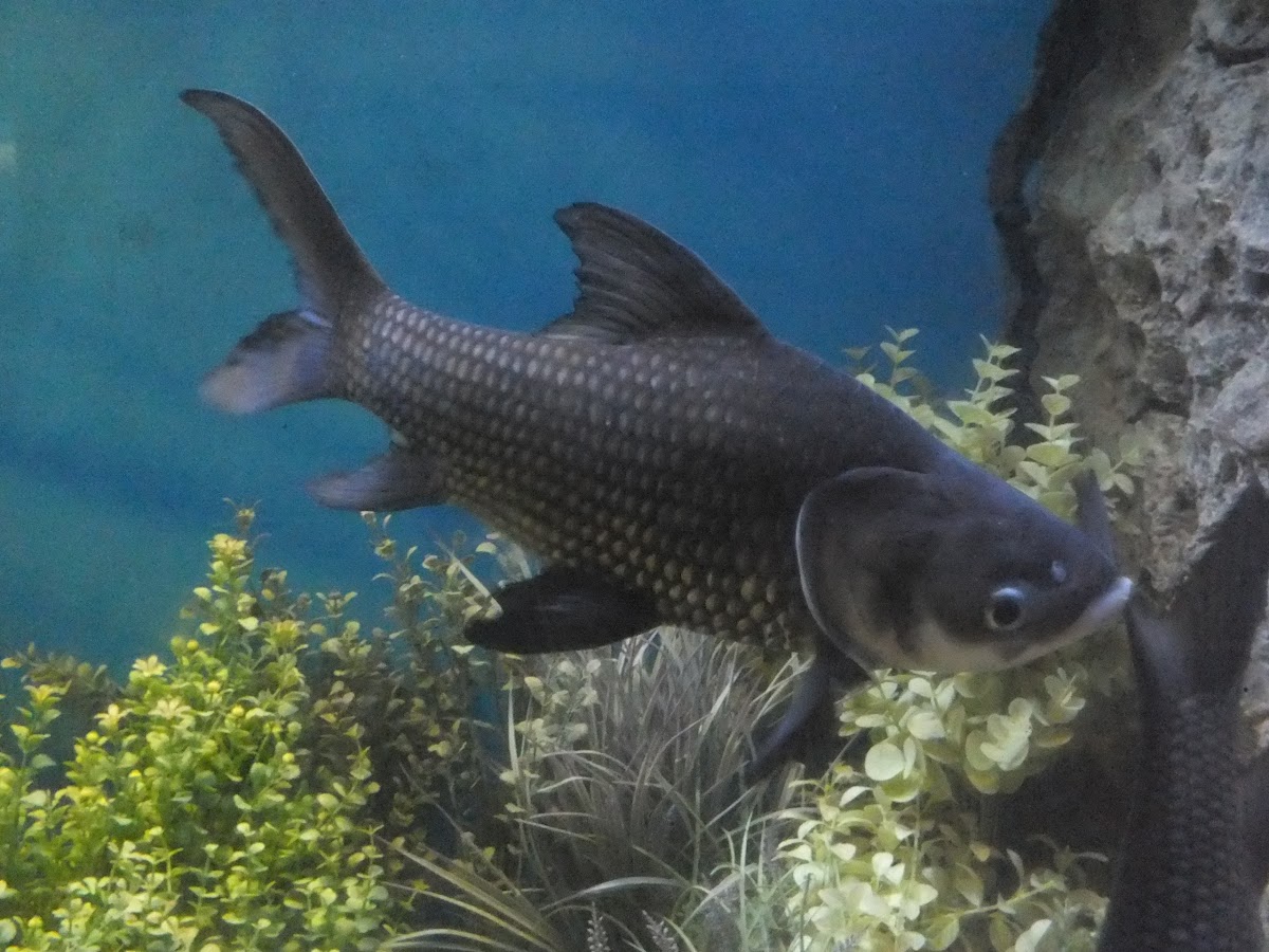 Siamese giant carp | Project Noah
