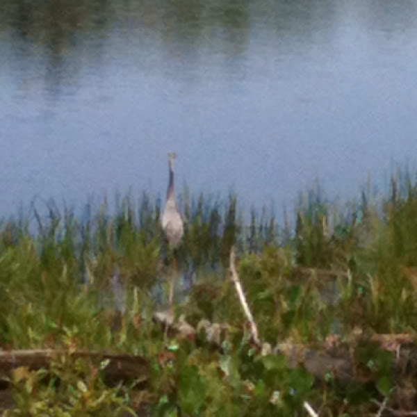 Great Blue Heron | Project Noah