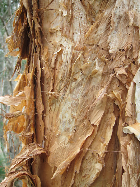 Broad-leaved Paperbark | Project Noah