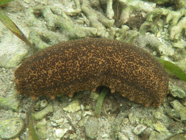 Furry Sea Cucumber Furry Sea Cucumber | Project Noah