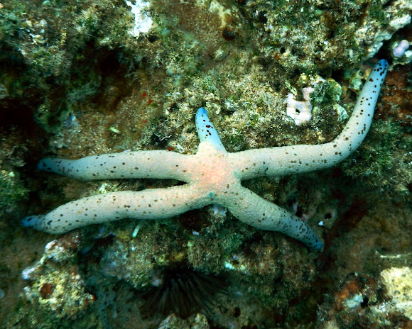 Spotted Linckia | Project Noah