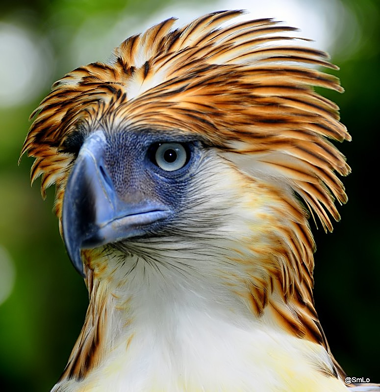 Philippine Eagle | Project Noah