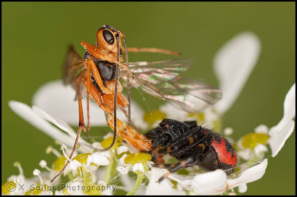 Napoleon Spider | Project Noah