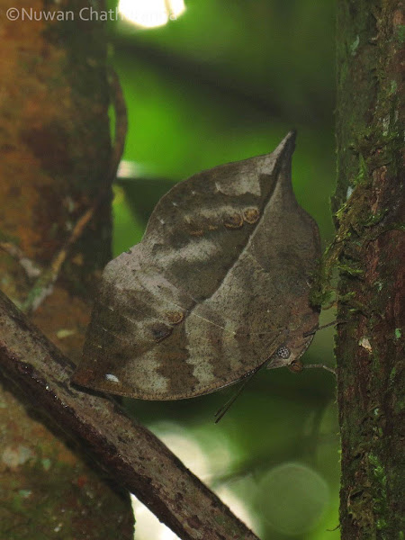 Blue Oakleaf | Project Noah