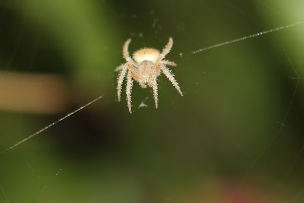 Orb Weaver | Project Noah
