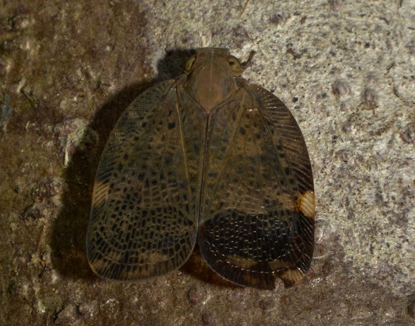 Hopper | Project Noah