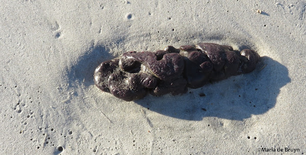 Sea liver | Project Noah