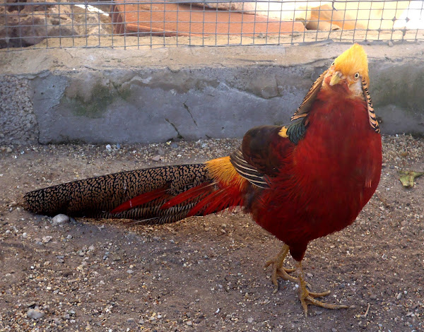 Golden Pheasant. Faisán dorado | Project Noah