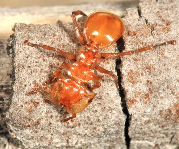 Turtle Ant | Project Noah