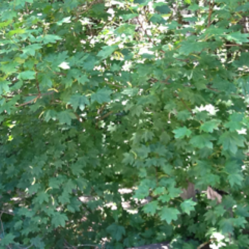 Vine Maple | Project Noah