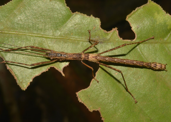 Stick Insect, Phasmid - Male | Project Noah