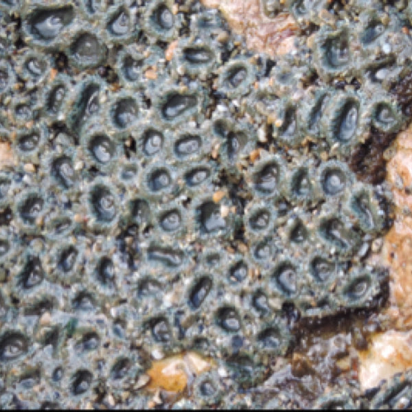 Aggregate anemonies | Project Noah