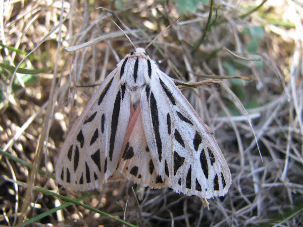 Arge Tiger Moth | Project Noah
