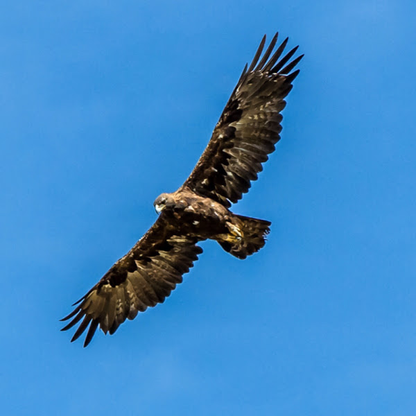 Golden Eagle | Project Noah