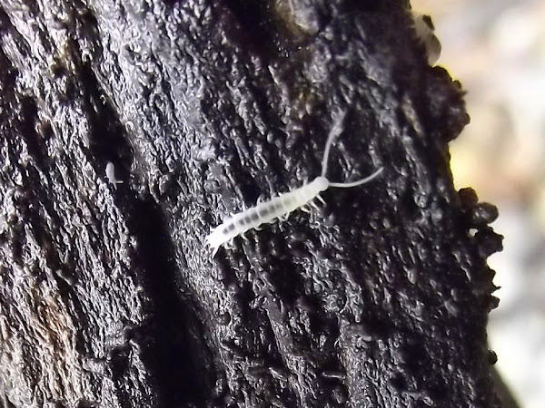 Symphylan | Project Noah