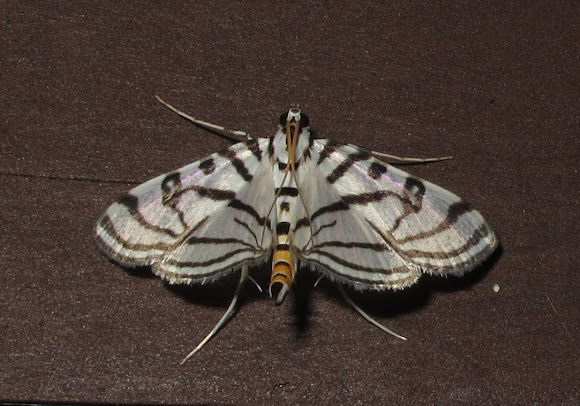Zebra Conchylodes Moth | Project Noah