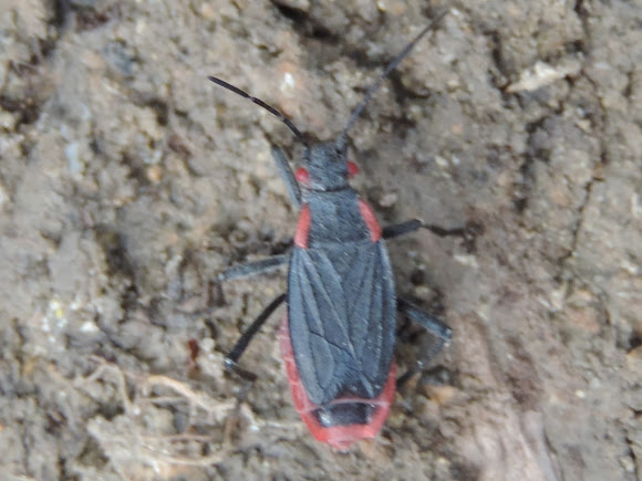 Red-shouldered Bug | Project Noah
