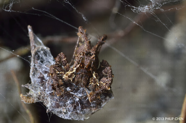 Portia spider (female) | Project Noah