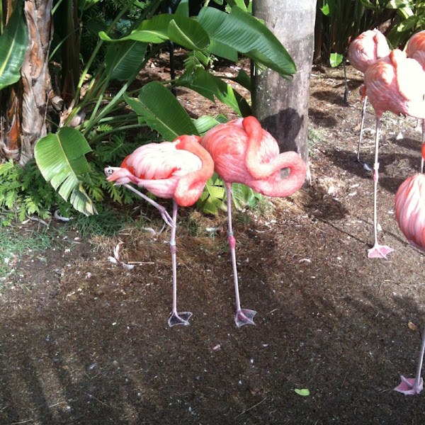 Flamingo | Project Noah