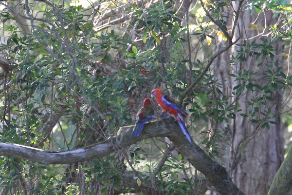 Crimson Rosella | Project Noah