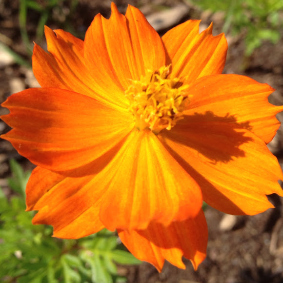Orange coreopsis | Project Noah